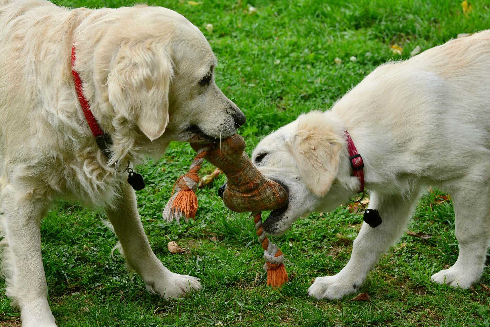 Advice For Picking Pet Toys Toozey Advice For Picking Pet Toys Toozey